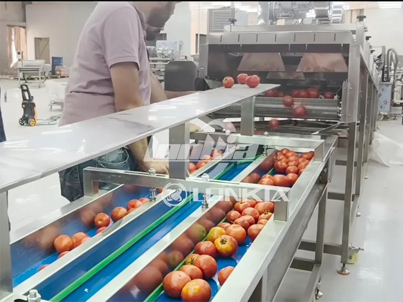 1 Ton/Hour Vegetable Processing Line for Sweet Pepper and Tomato to ...